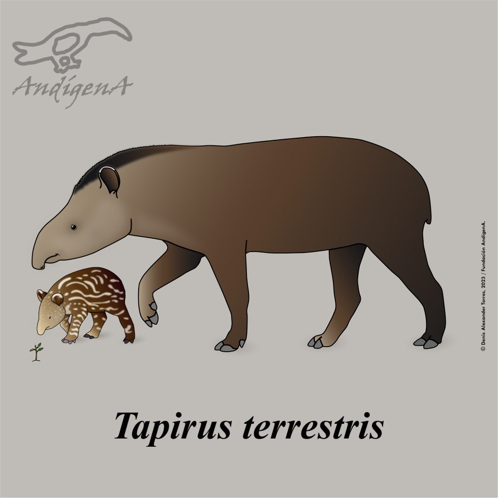 Conoce a las Dantas o Tapires | Fundación AndígenA