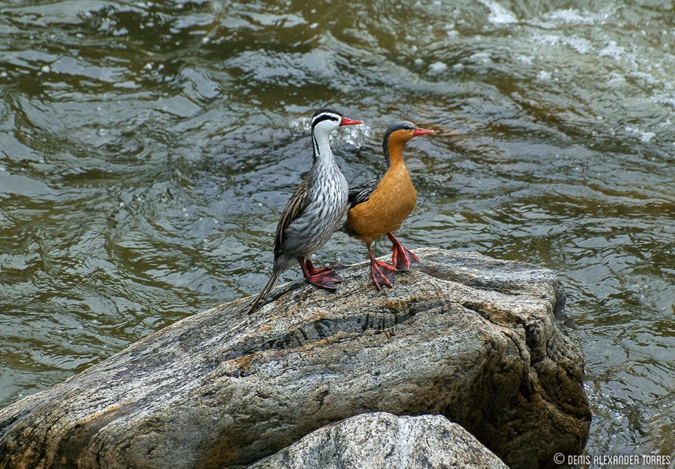 Iniciativa Pato de Torrentes | Fundación AndígenA