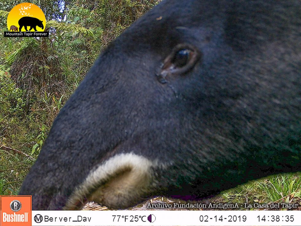 Juntos por la Danta Andina y su Ambiente | Fundación AndígenA