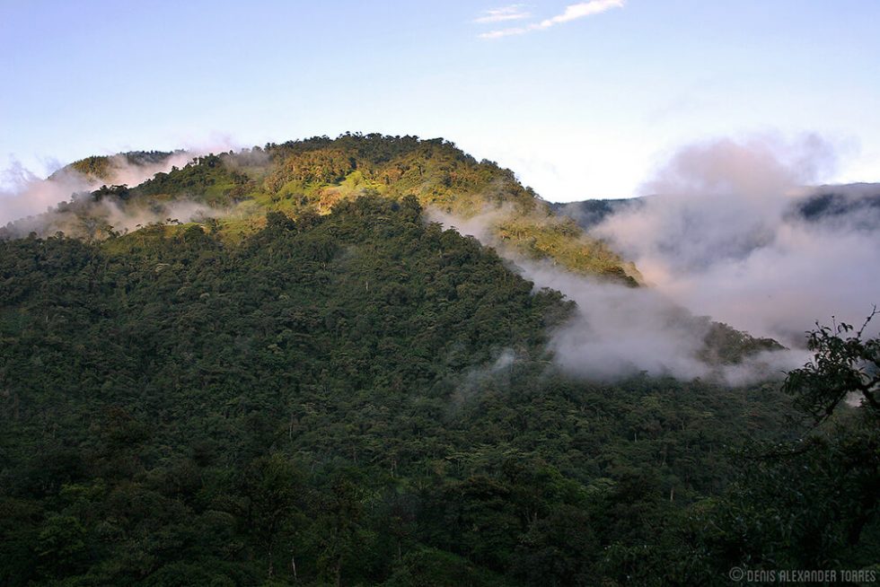 Juntos por la Danta Andina y su Ambiente | Fundación AndígenA