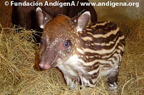 La esperanza acecha a la Danta en Venezuela | Fundación AndígenA