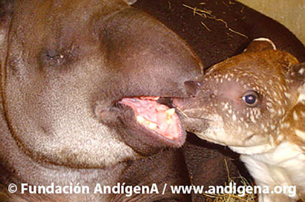 La esperanza acecha a la Danta en Venezuela | Fundación AndígenA