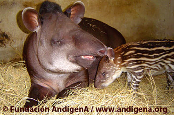 La esperanza acecha a la Danta en Venezuela | Fundación AndígenA