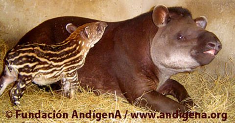 La esperanza acecha a la Danta en Venezuela | Fundación AndígenA