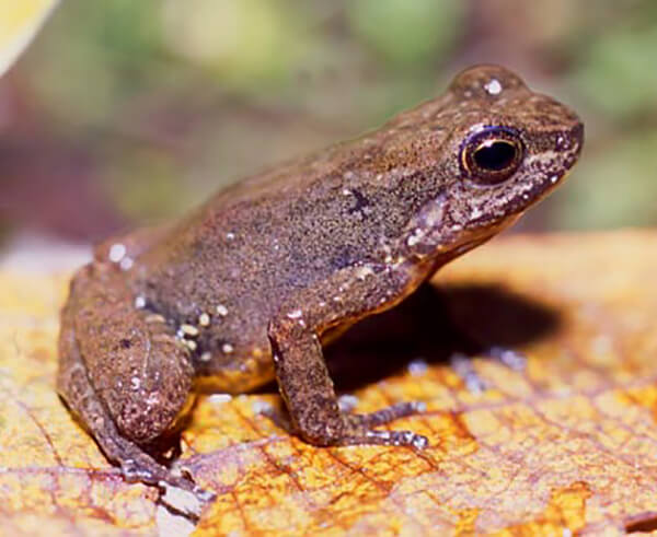 Nuevo impulso para salvar ranas amenazadas en Los Andes Venezolanos ...