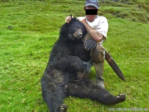 Conoce al Oso Andino | Fundación AndígenA