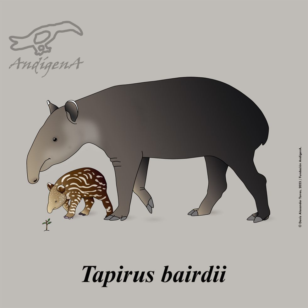 Conoce a las Dantas o Tapires | Fundación AndígenA