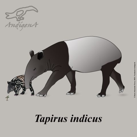 Conoce a las Dantas o Tapires | Fundación AndígenA