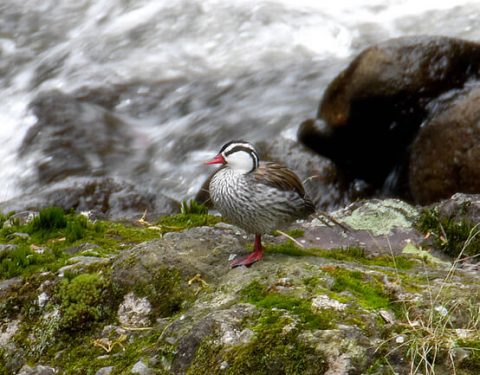 Ubicando a los patos de torrentes sobre el mapa | Fundación AndígenA